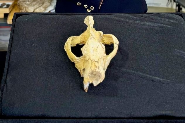 An apex carnivore was ‘king of the ancient Egyptian forest’ then ...